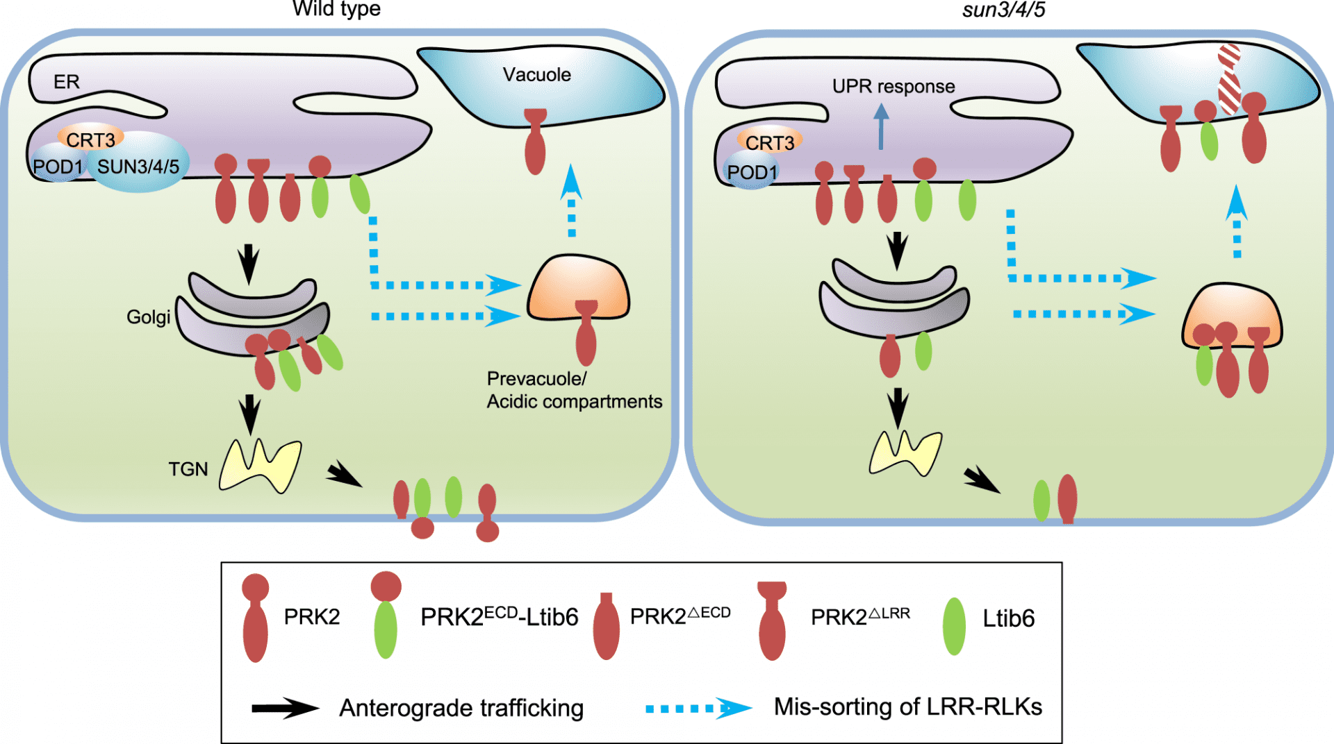 Endoplasmic Reticulum Sorting of LRR Receptor Kinases - CBIRT