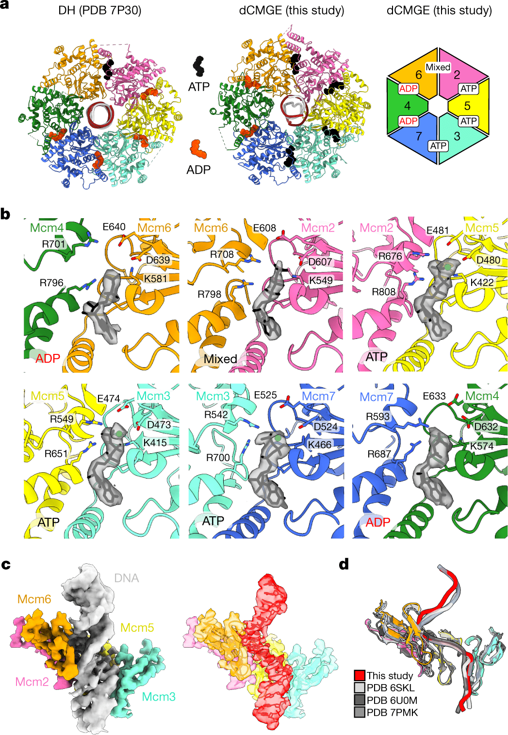 Scientists Unravel How DNA Double Helix Structure is Opened to Allow ...