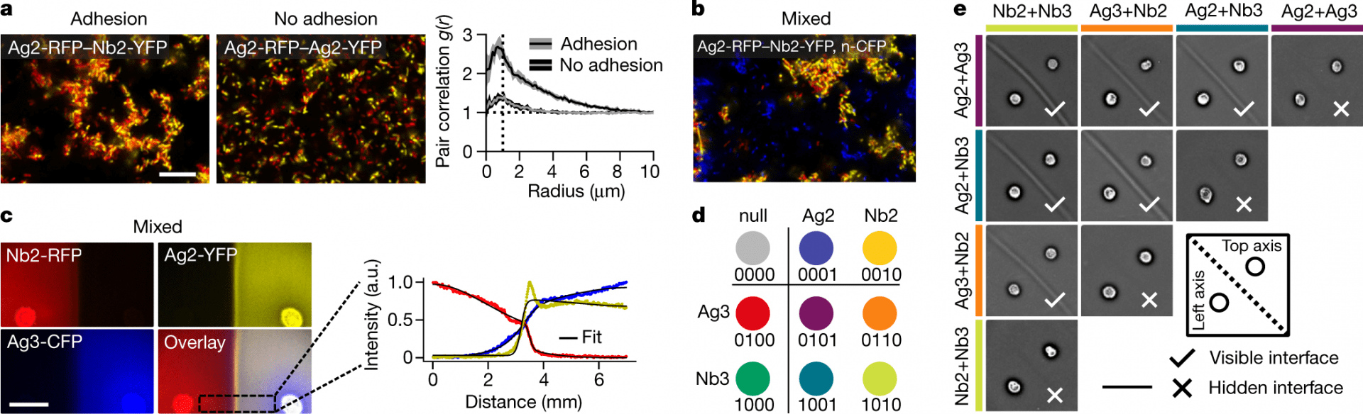 MIT Researchers used Multicellular Interface Patterning Based on 4-bit Adhesion Logic to Self ...