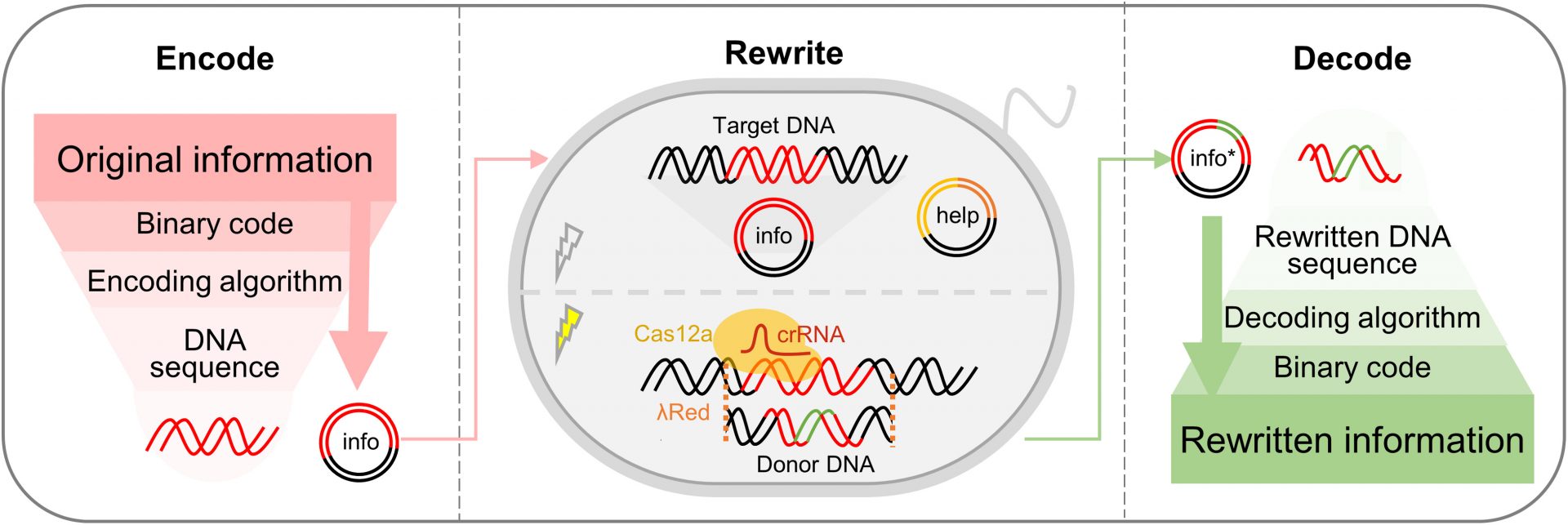 DNA Digital Storage Potential Boosted by Dual-plasmid System Based on ...