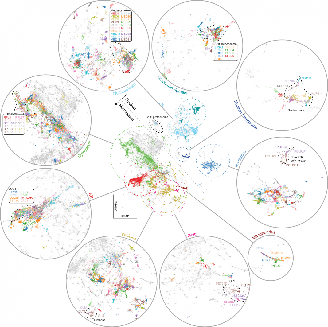 Self-supervised Deep Learning Algorithm "Cytoself" Provides High ...