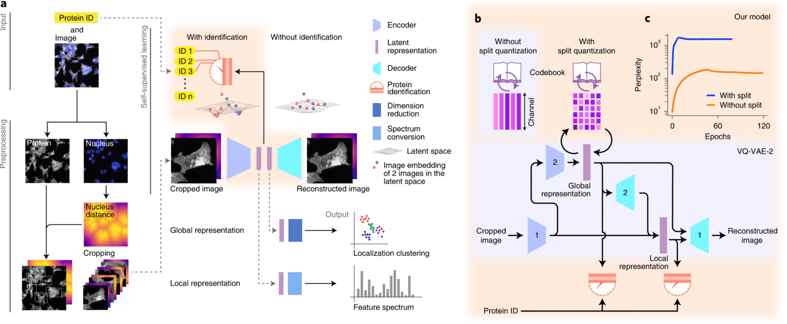 Self Supervised Deep Learning Algorithm Cytoself Provides High Resolution Features Of Protein