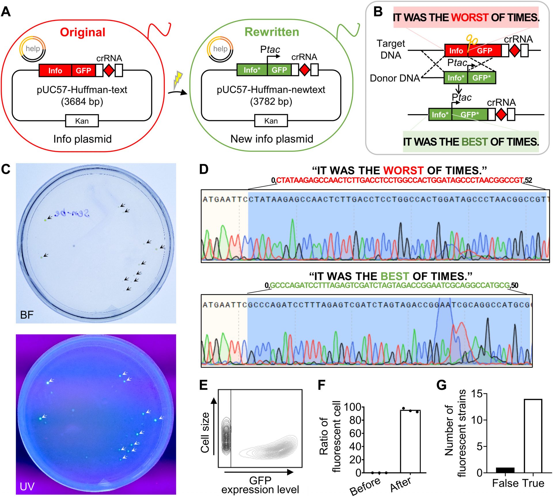 DNA Digital Storage Potential Boosted by Dual-plasmid System Based on ...