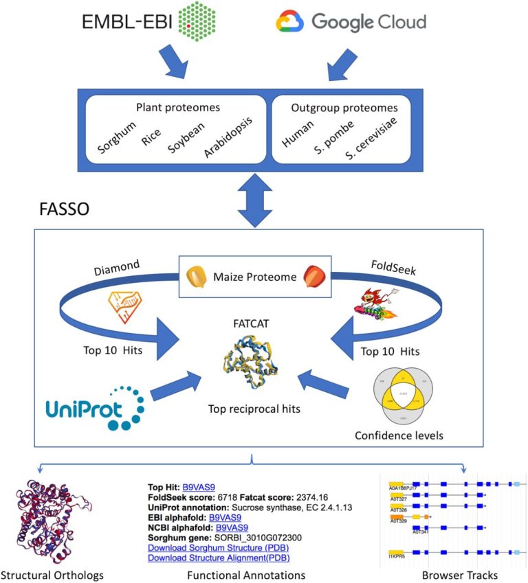 FASSO: An AlphaFold-based Method Combines Sequence and Structure ...
