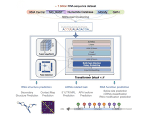 Meet Uni-RNA: Universal Pre-trained Models Transforming the RNA ...
