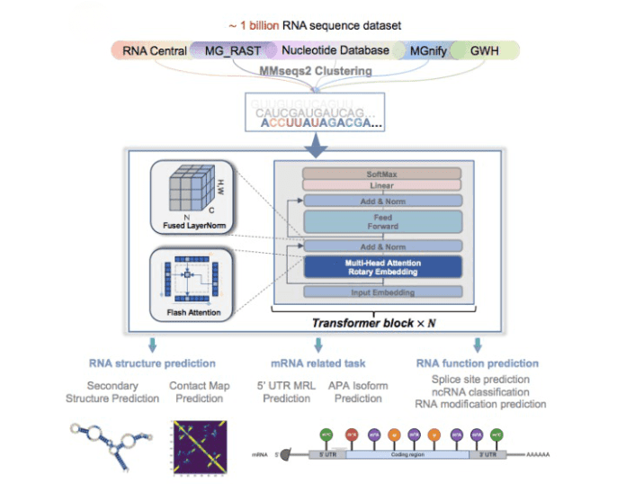 Meet Uni-RNA: Universal Pre-trained Models Transforming the RNA Research Landscape - CBIRT
