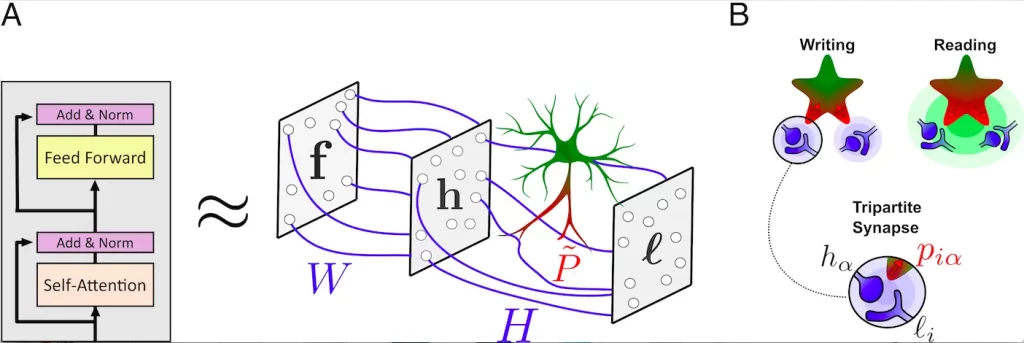 Astrocyte-Powered Transformers: A Biological Blueprint for High ...