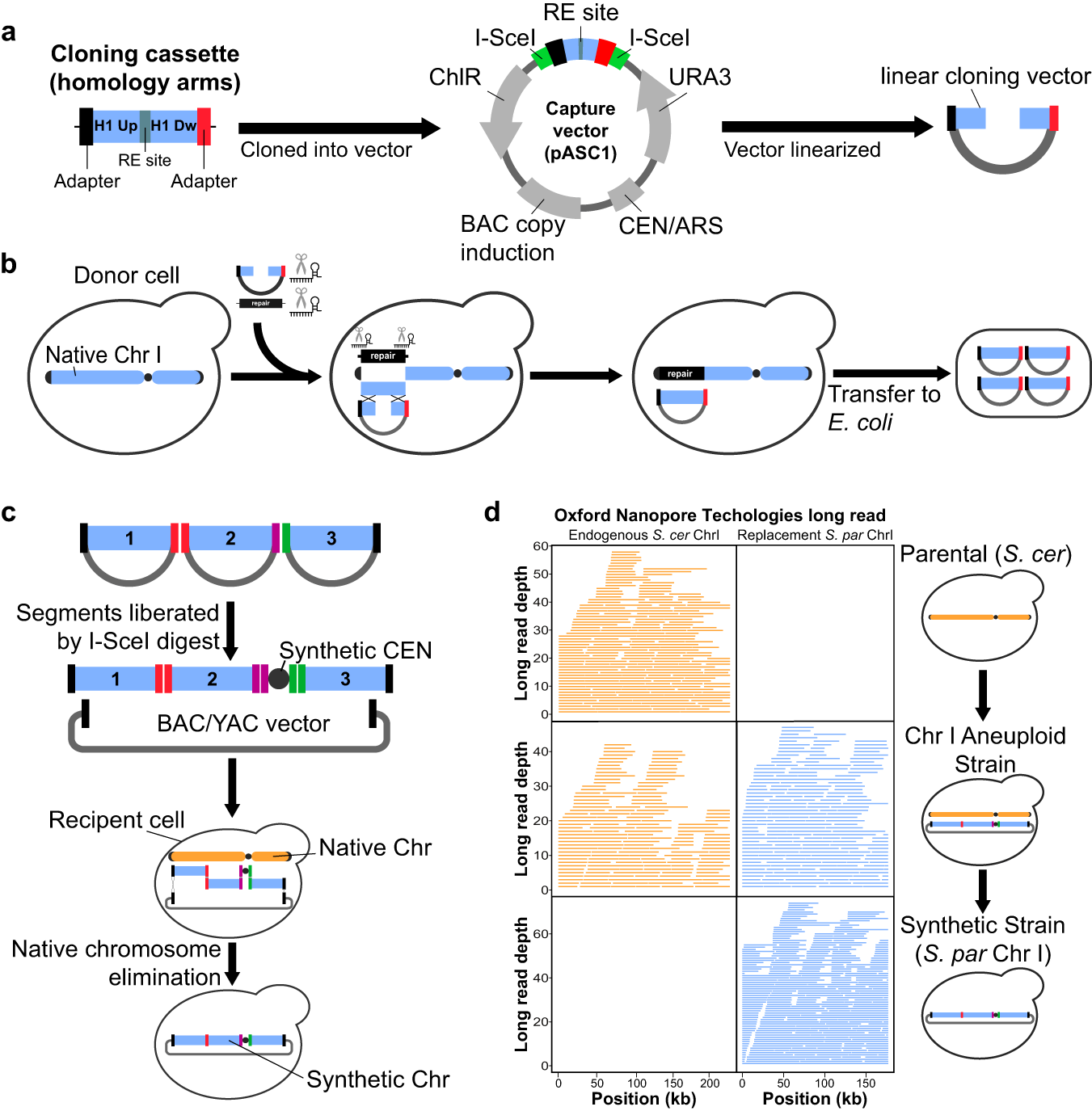 CReATiNG Synthetic Chromosomes in Yeast Opens New Possibilities in ...