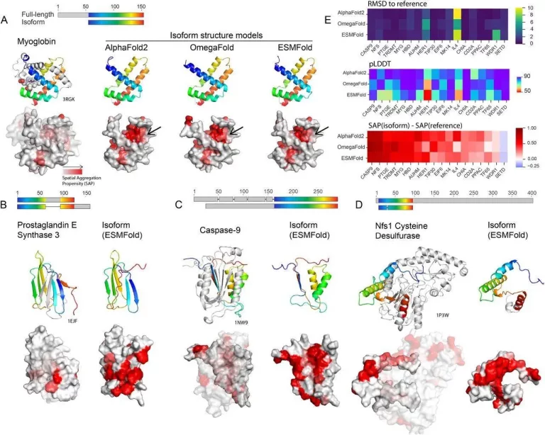 Has ESM-2 Truly Learned the Language of Protein Folding? - CBIRT